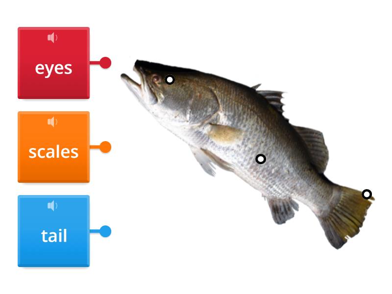 Parts of the body: The fish - Labelled diagram