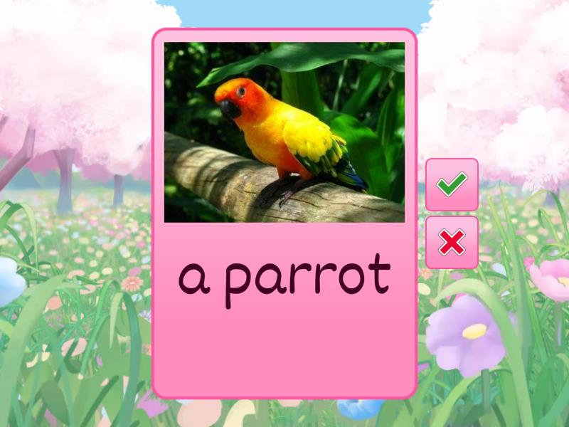 Pets - flashcards - Flash cards