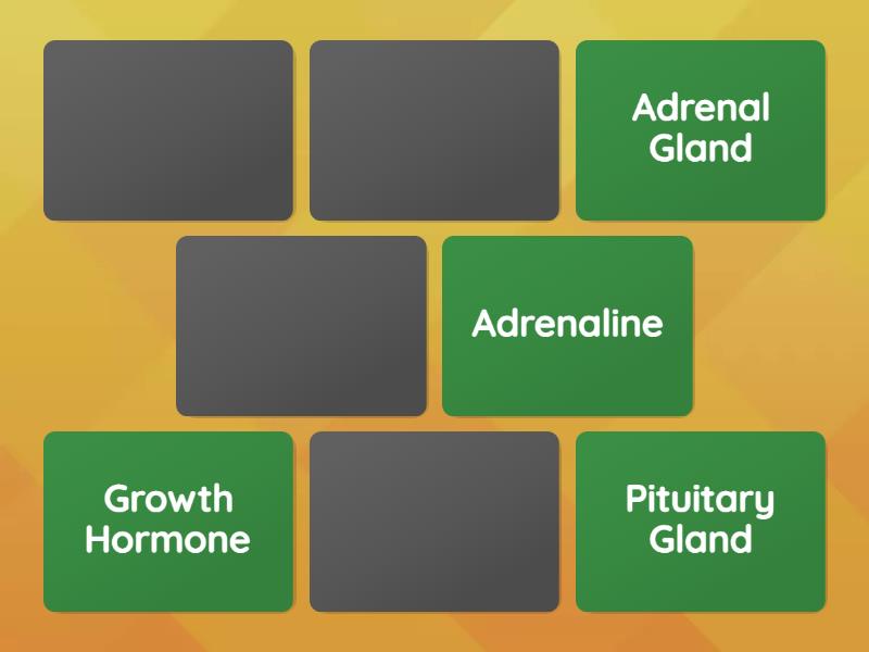 Endocrine Glands and Hormones - Matching pairs
