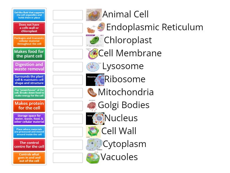 Cell Organelles & Their Functions - Match up