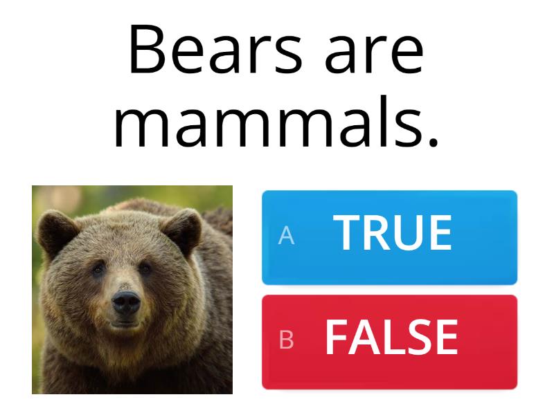Kids 2 - Aula #12 - Bear - Quiz