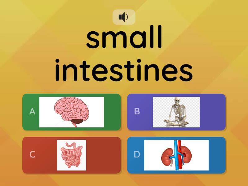 human body internal organ - Quiz