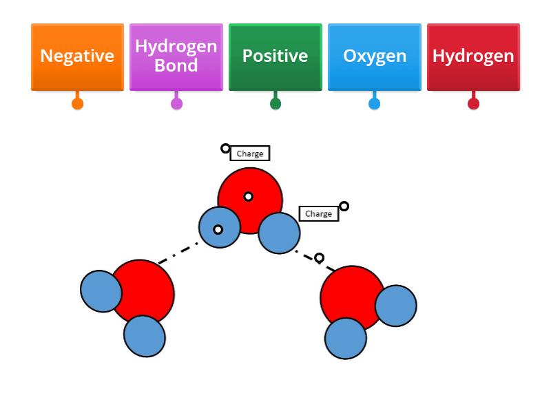 Label the Water Molecule - Labelled diagram