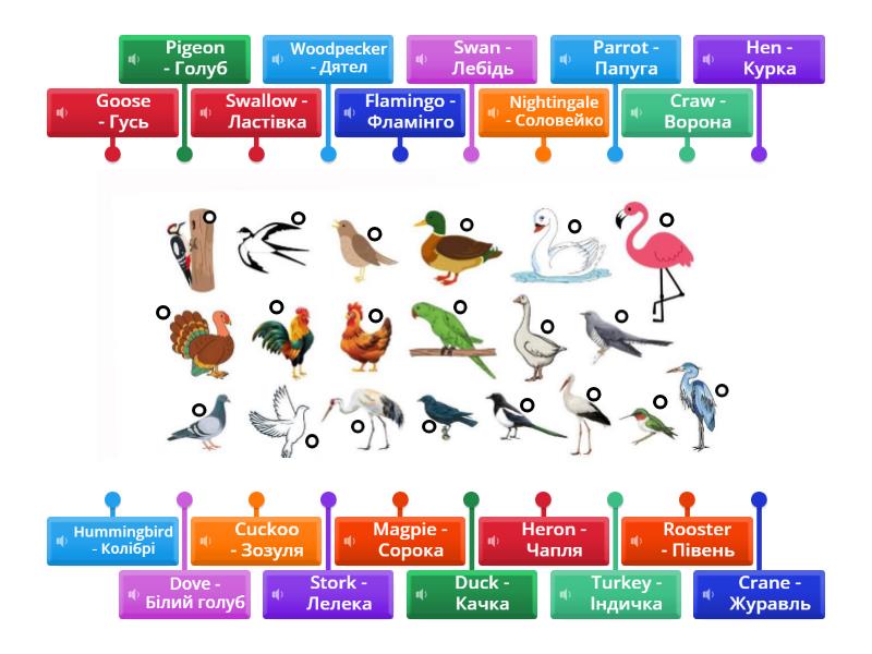Birds - part 1 - Labelled diagram