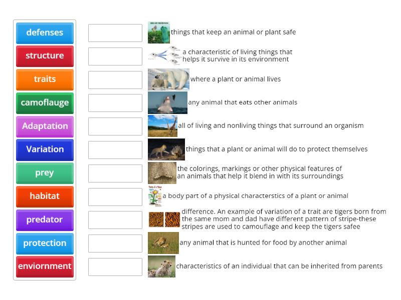 Animal Adaptation Review - Match up