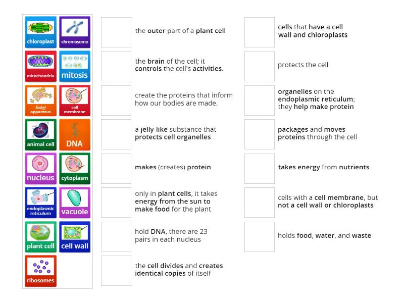 Plant and Animal Cell Structure and Organelles - Match up