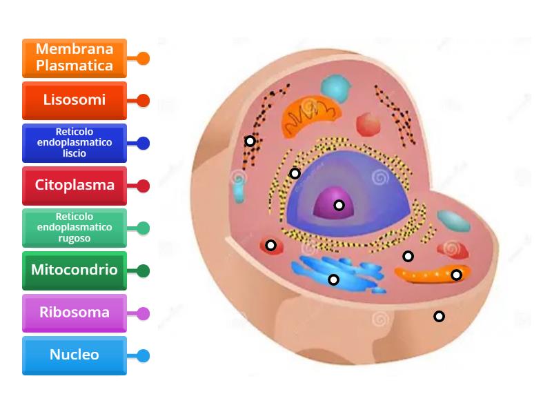 Le parti della cellula animale - Labelled diagram