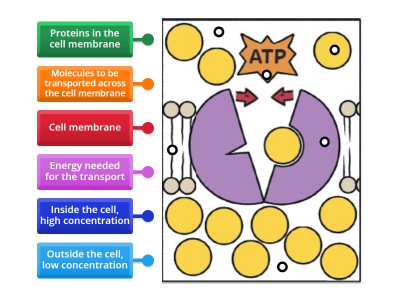 Active Transport Diagram - Labelled diagram
