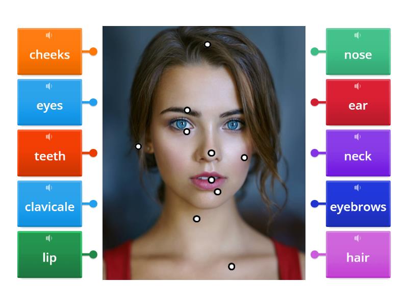 Parts of face - Labelled diagram