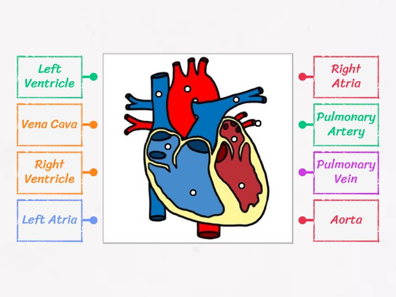 Heart Labeling - Labelled diagram