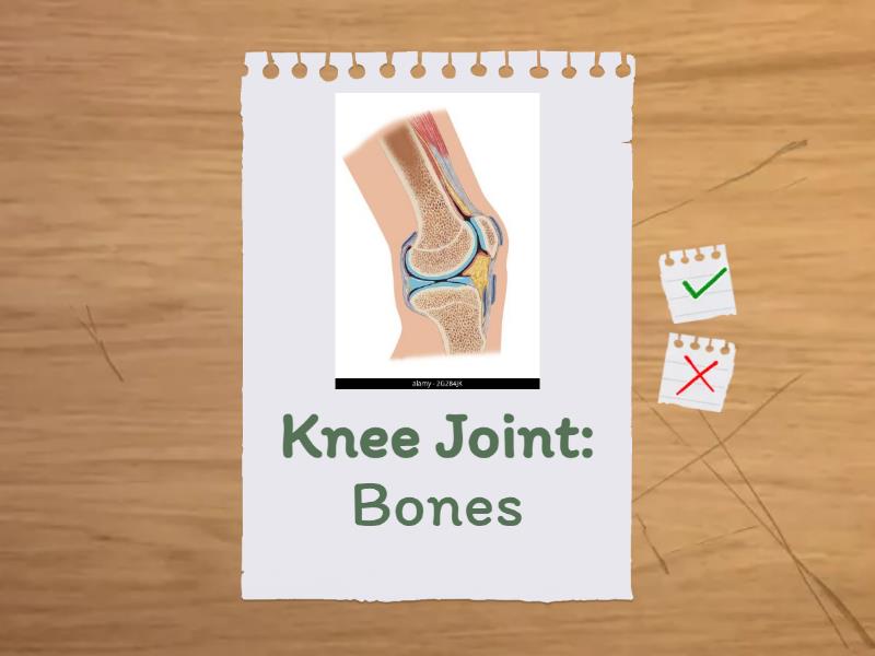 GCSE PE Joints - Flash cards