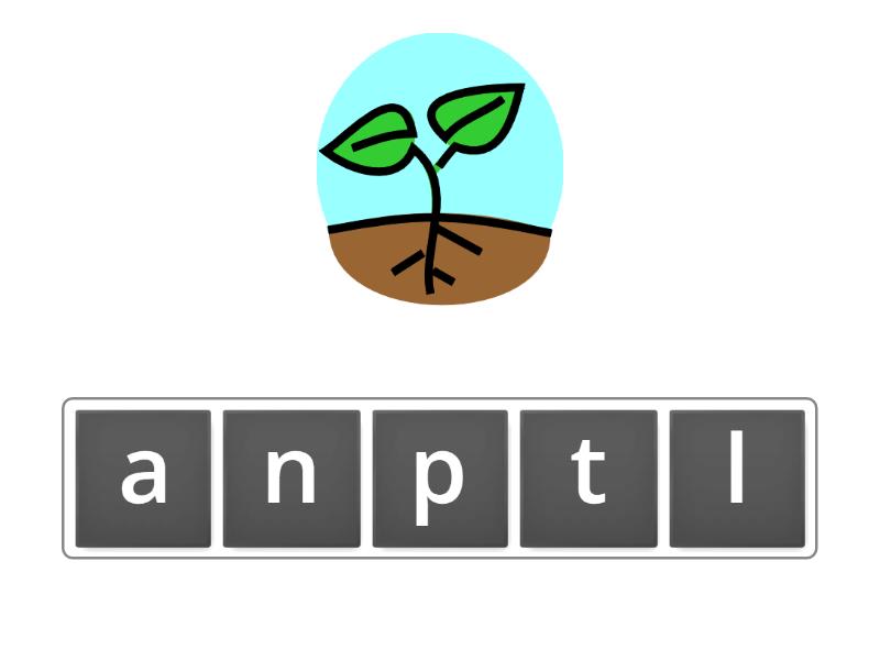 Dictation: plant, beach, shell - Anagram