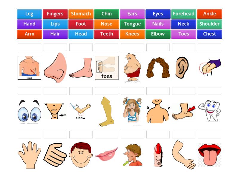 prea1 Identify Body Parts - Match up