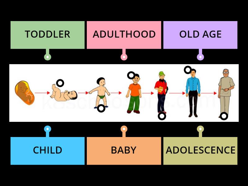 stages of human life - timeline - Diagrama con etiquetas