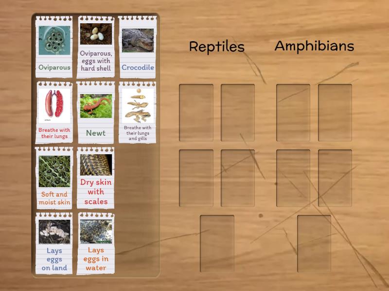 Reptiles vs Amphibians - Group sort