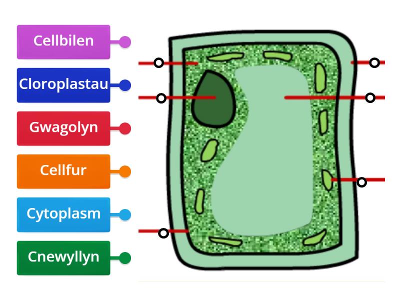 Cell planhigyn - Labelled diagram