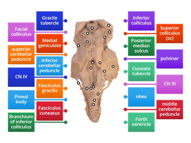 Brainstem (Dorsal) - Labelled diagram