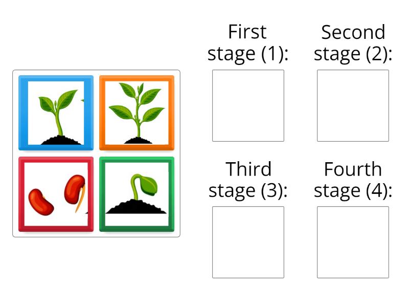 Activity (1): Arrange the following images a correct sequential order ...