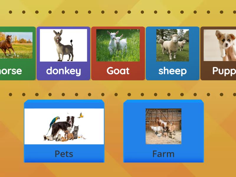 Pets and Farm - Speed sorting