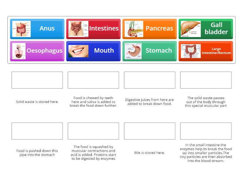 Digestion: KS4 - Match up