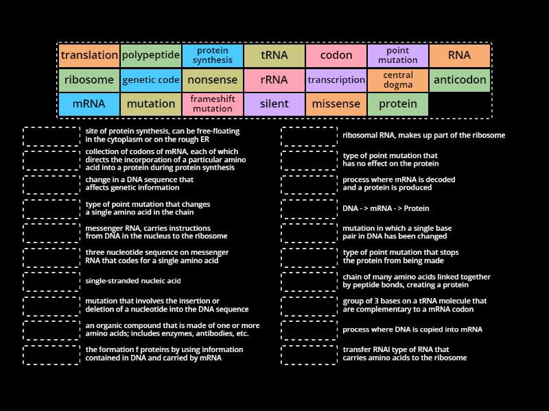 Protein Synthesis - Match up