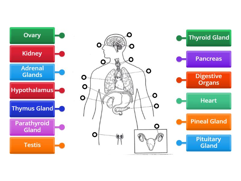Endocrine System - Labelled diagram
