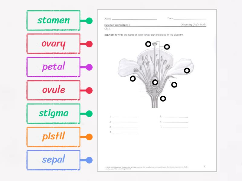 Abeka 6 science flower anatomy - Labelled diagram