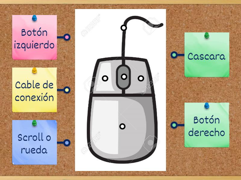 Partes del Mouse - Labelled diagram