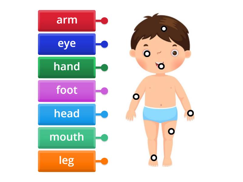 Lesson 5 Parts of the body - Labelled diagram