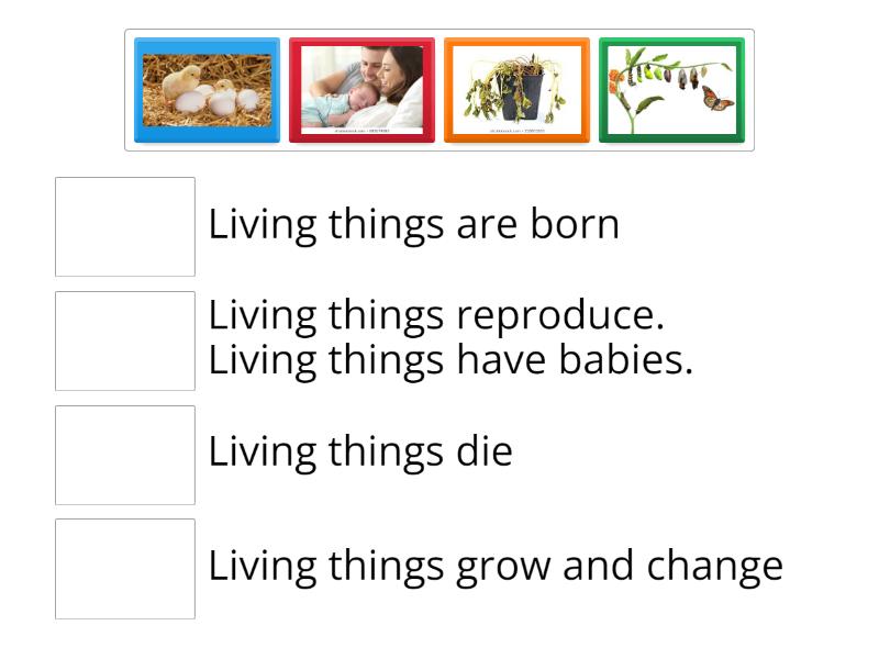 Chracteristics of living things - Match up