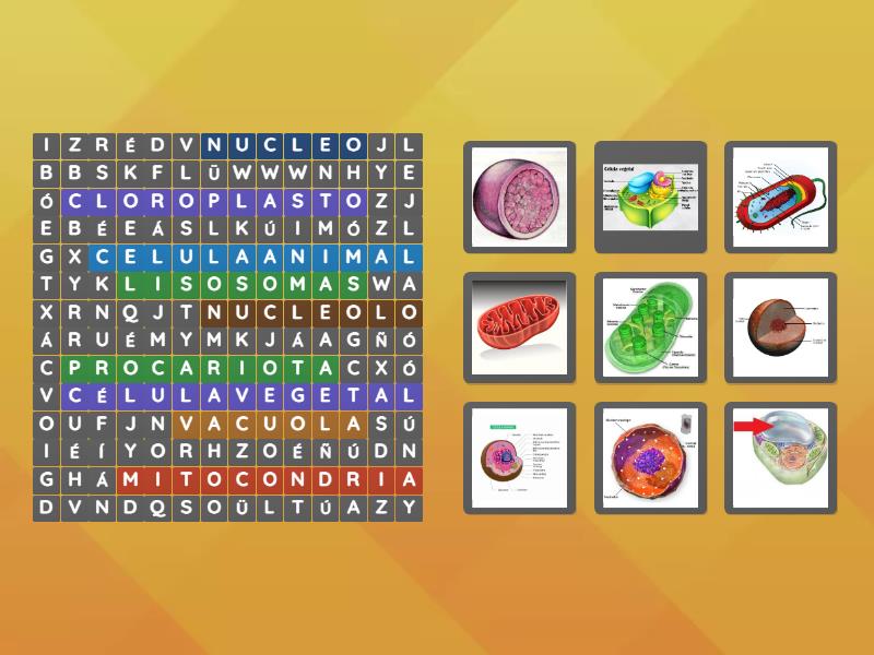 sopa de letras de la CELULA - Wordsearch