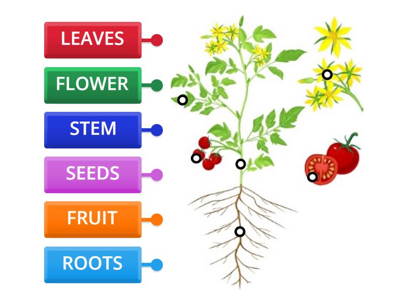 PARTS OF A PLANT - Labelled diagram