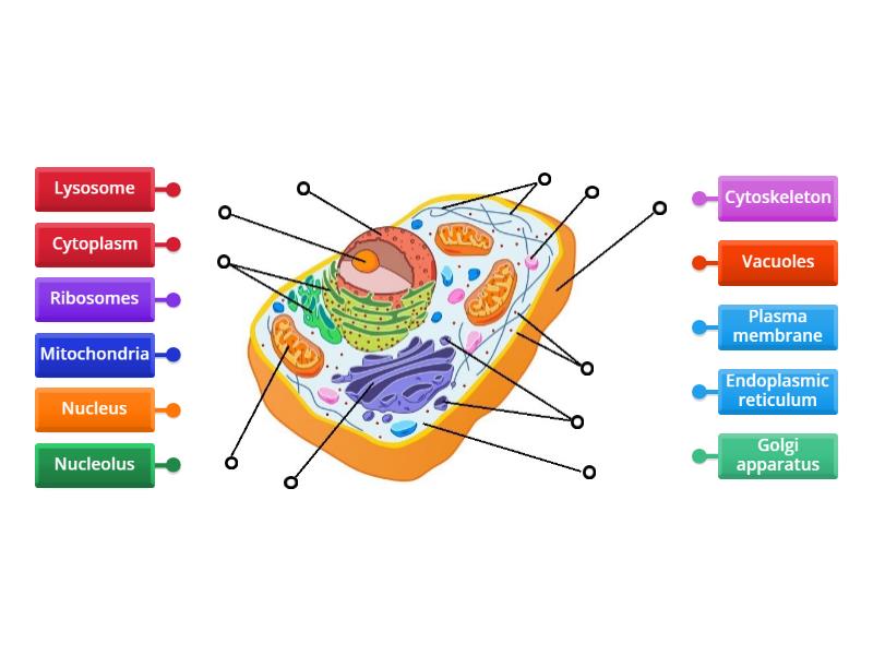 F1 Animal cell structure - Labelled diagram