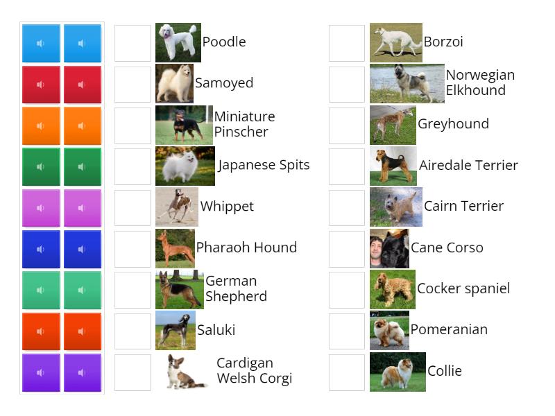 Dog Breeds - Match up