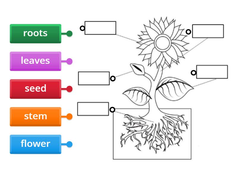 Label plant - Labelled diagram