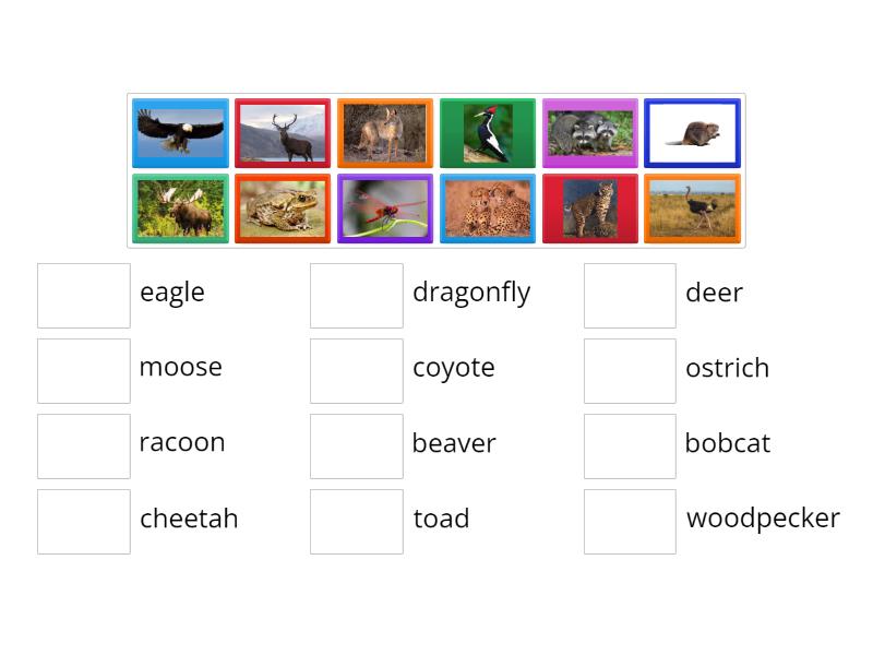 Animals 9 form - Match up