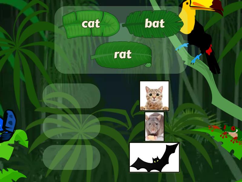 CVC Pattern - Match up