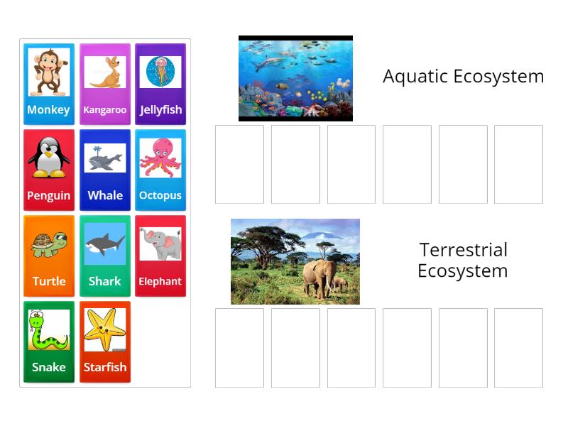 Aquatic and Terrestrial Ecosystems - Group sort