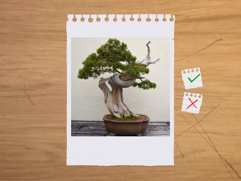 Can you guess? - Flash cards