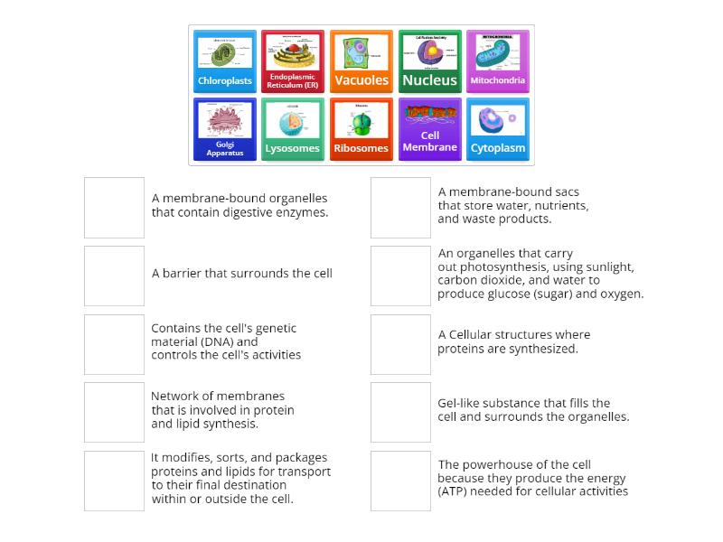 Match the cell structure to its function - Match up