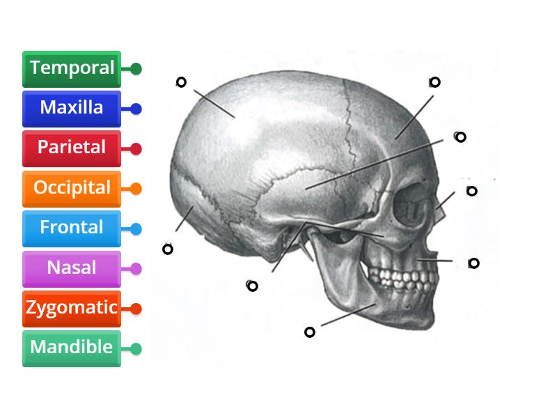 Bones of the head - Labelled diagram