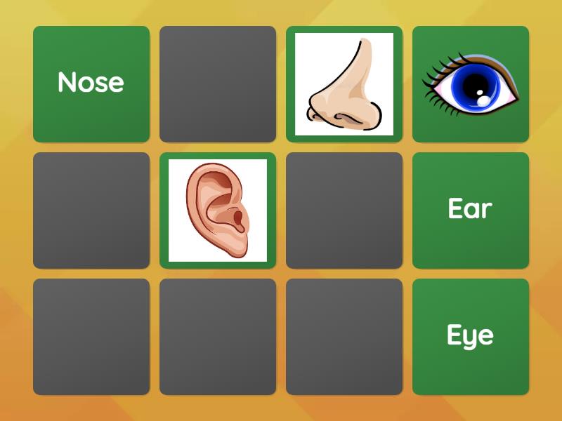 The human body - Matching pairs