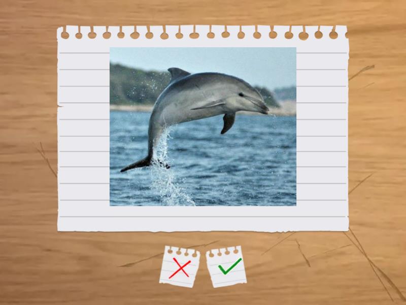 EF PRE-INTERMEDIATE: UNIT 9A ANIMALS - Flash cards