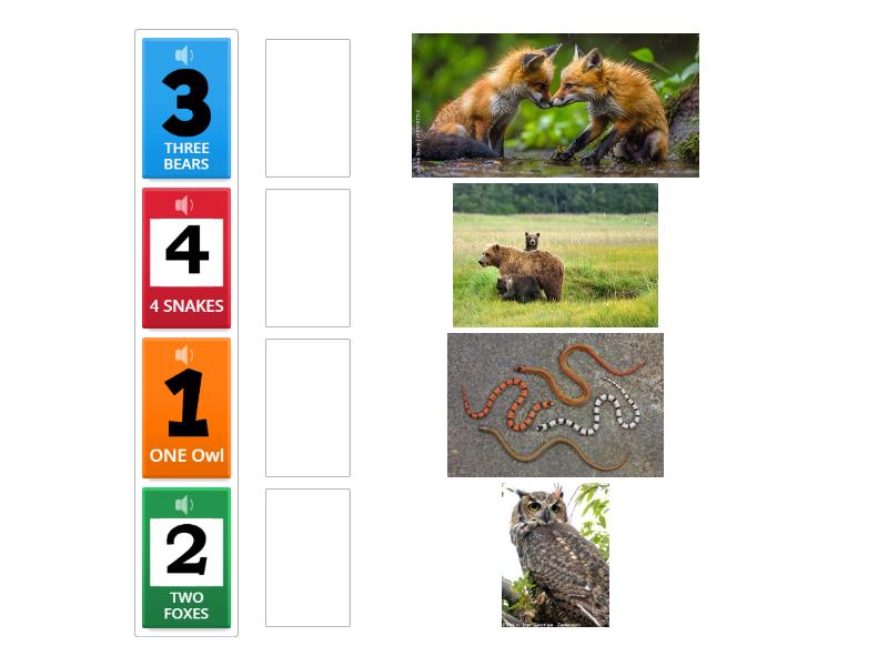 1234 FOREST ANIMALS - Match up