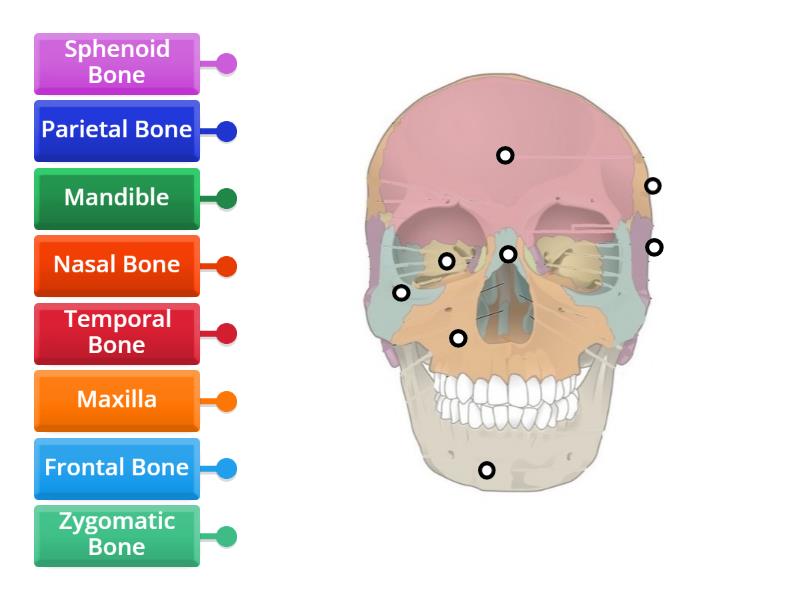 Anatomy of cranium frontal view - Labelled diagram