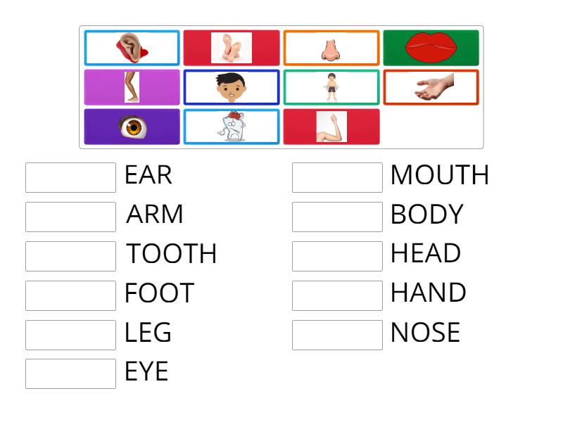 Parts of the body - Match up