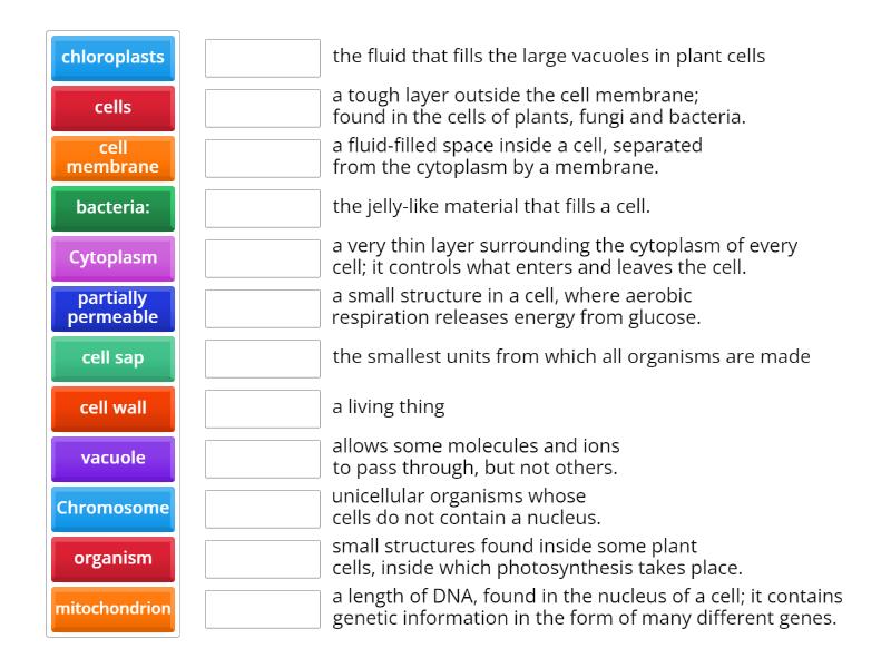 Cells Vocabulary - Match up