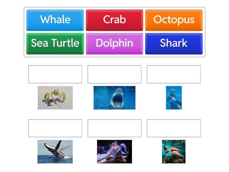 Under Sea - Match up