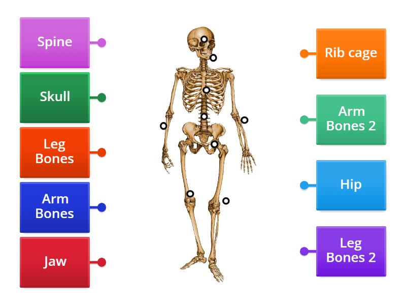 Skeleton & bones - Labelled diagram