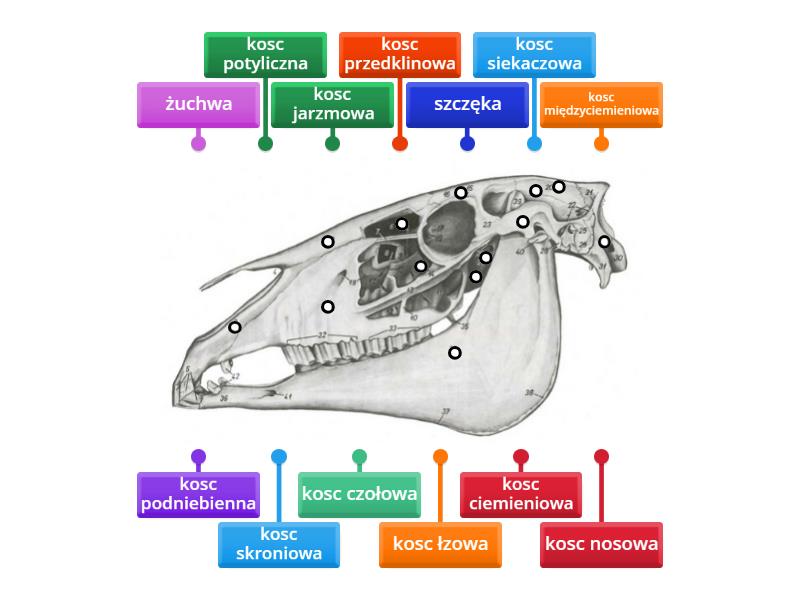 kosci czaszki konia - Labelled diagram